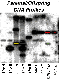 Therion International Primate Fact Sheet